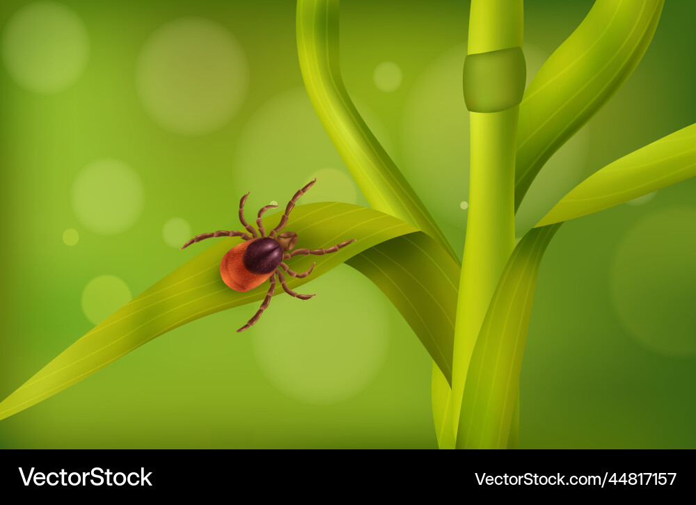 Realistic spider mite grass composition Royalty Free Vector