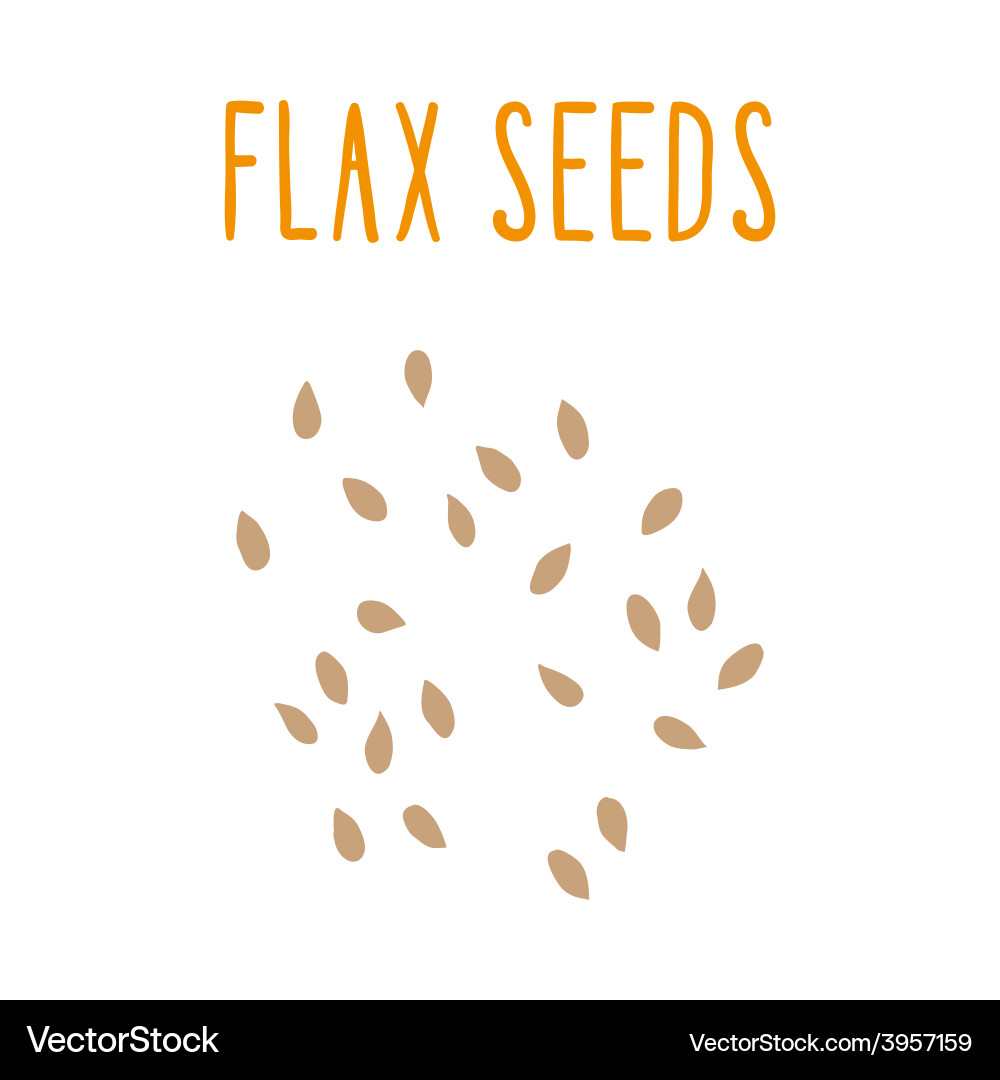 Flax seeds Royalty Free Vector Image - VectorStock