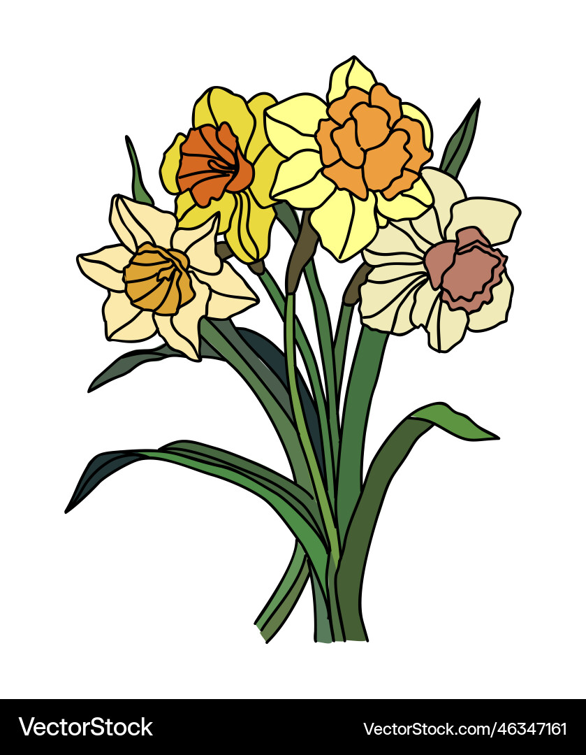 Daffodil march birth month flower art Royalty Free Vector