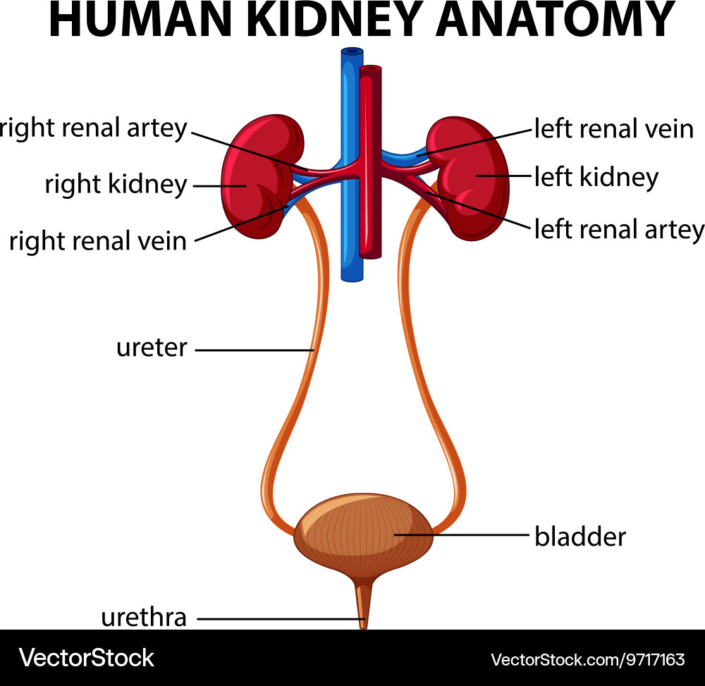 Human kidney anatomy diagram Royalty Free Vector Image