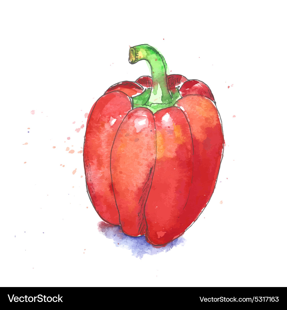 Red bell pepper Royalty Free Vector Image - VectorStock