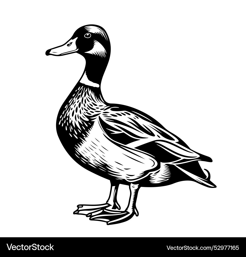 Duck head sketch painted Royalty Free Vector Image