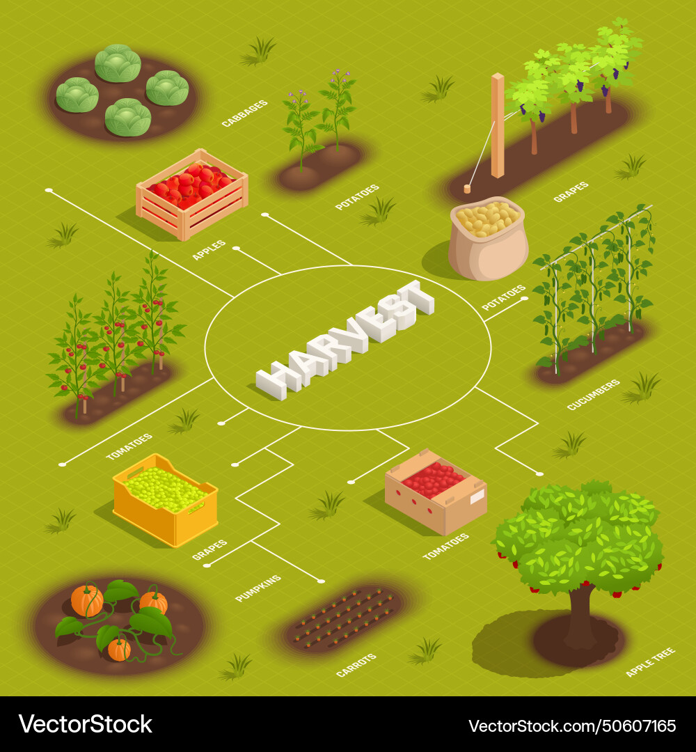 Farming harvesting flowchart Royalty Free Vector Image