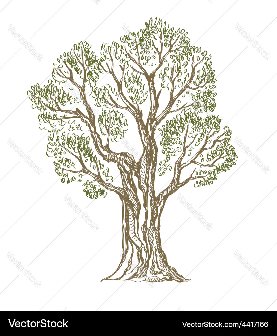 Hand drawn tree Royalty Free Vector Image - VectorStock