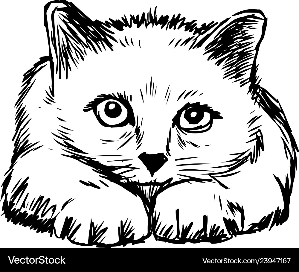Little cat hand drawn Royalty Free Vector Image