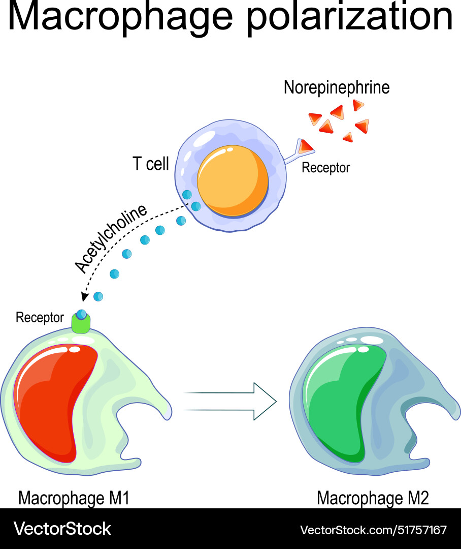 Macrophage polarization m1 and m2 macrophages Vector Image