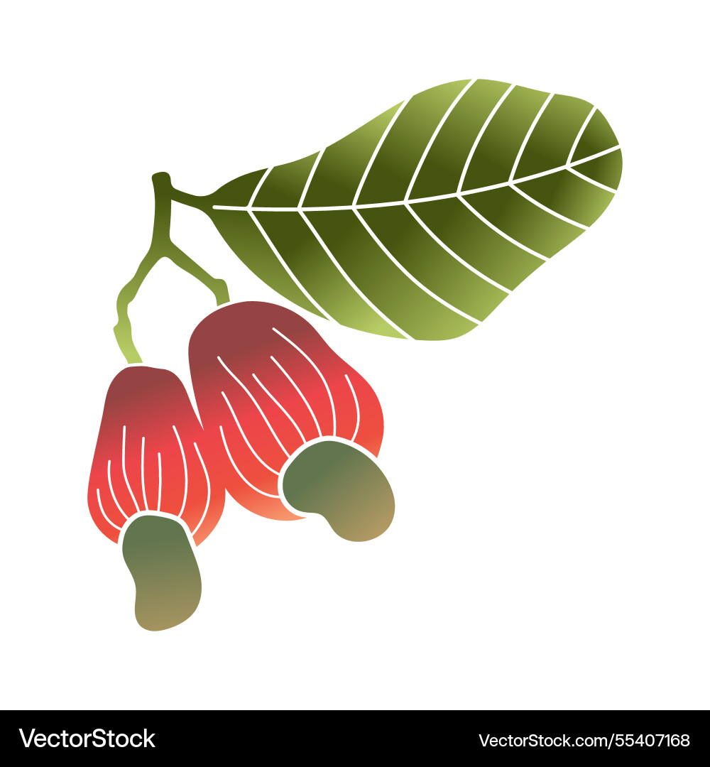 Cashews fruit nut color flat icon design Vector Image