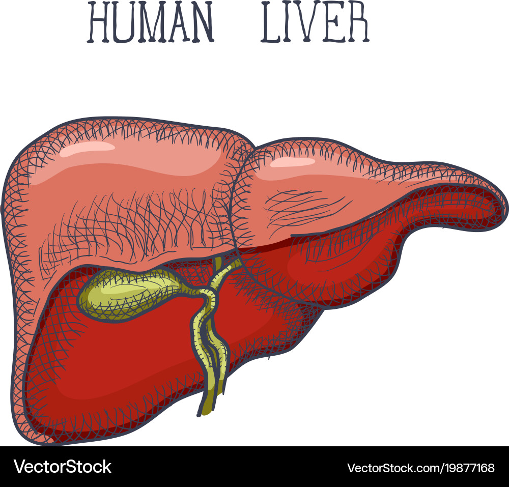 Ketch Tinte menschliche Leber Hand gezogen Doodle Stil