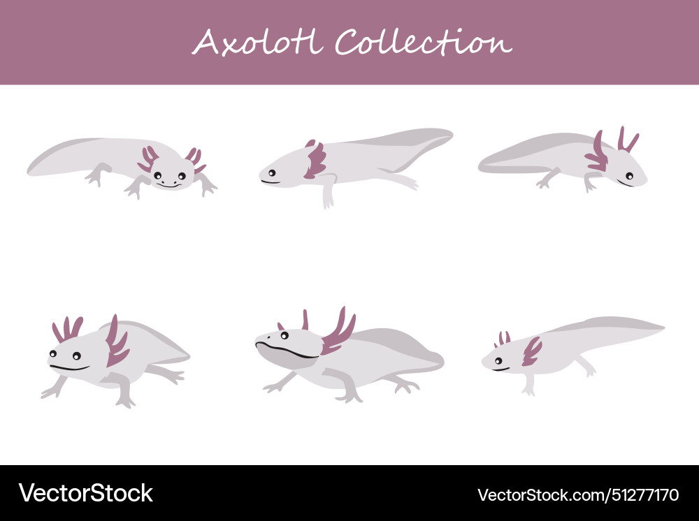 Axolotl collection in different poses Royalty Free Vector