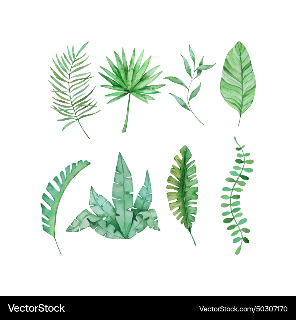 Watercolor tropical leaves set Royalty Free Vector Image