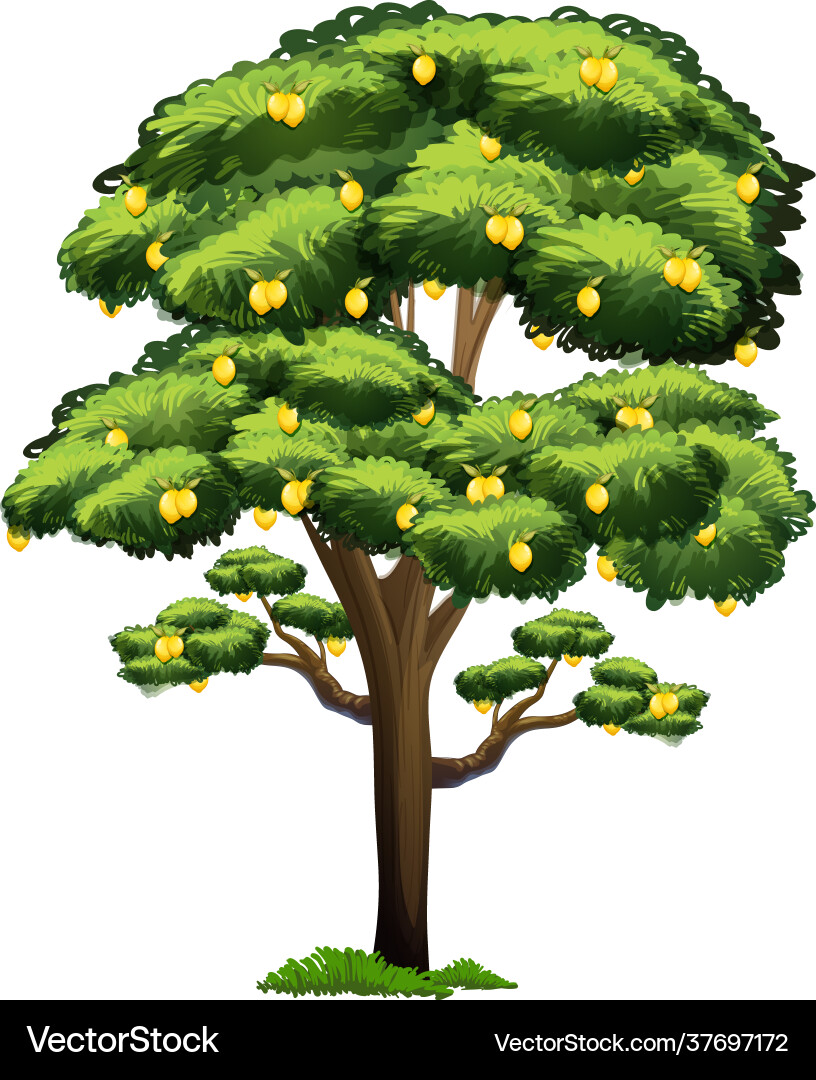 Lemon tree in cartoon style isolated on white Vector Image