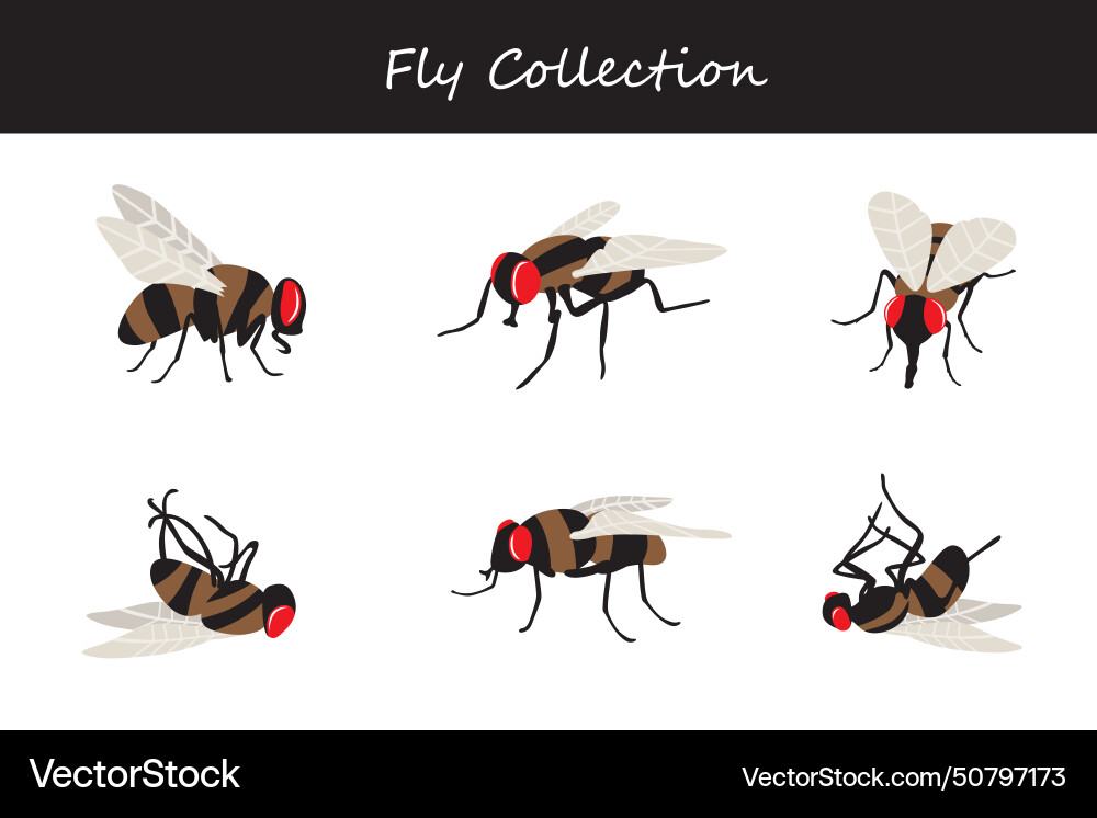 Fly collection Royalty Free Vector Image - VectorStock