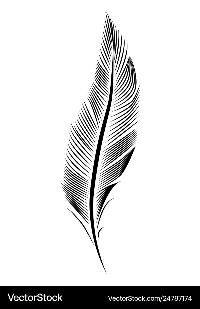 Elegant Feather Line Art Royalty Free Vector Image