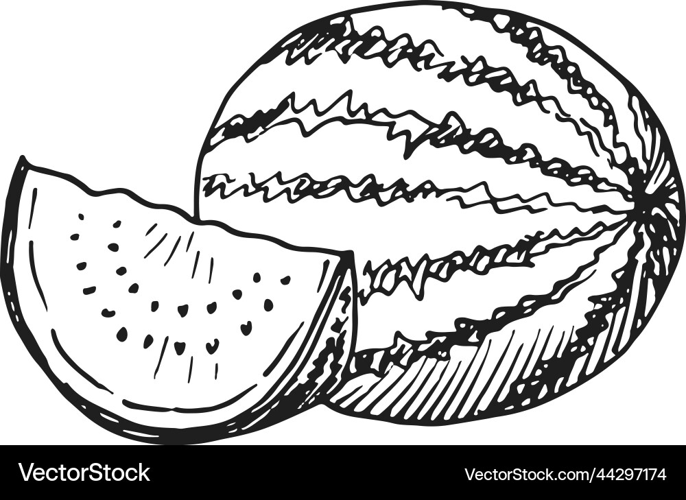Watermelon sketch hand drawn slice and whole Vector Image