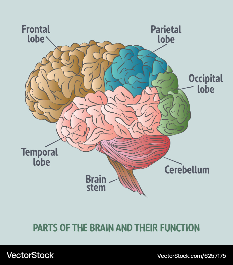 Human Brain Anatomy Diagram Royalty Free Vector Image
