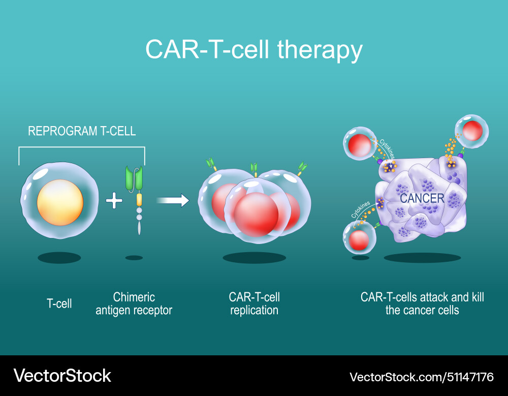 Car t-cell therapy cancer immunotherapy Royalty Free Vector