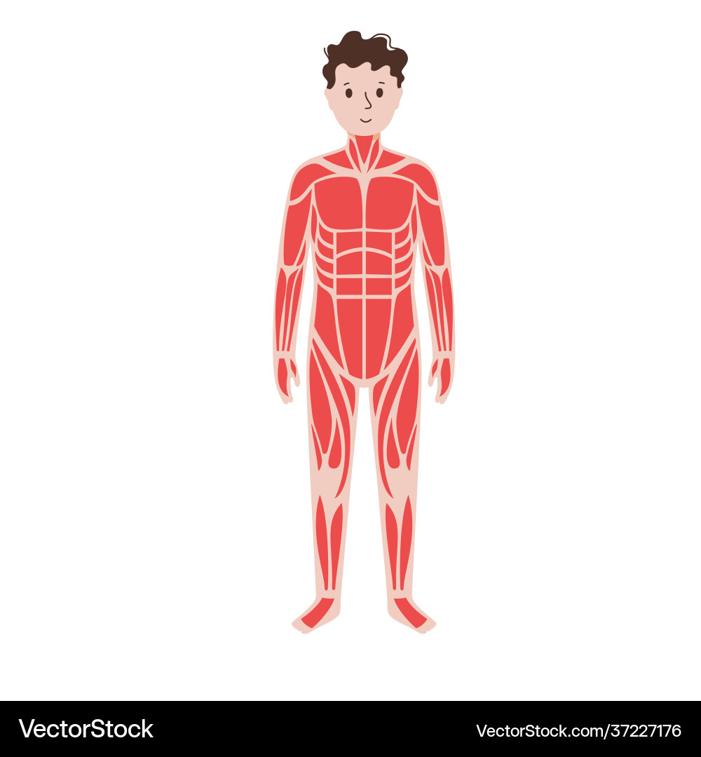 Human muscular system Royalty Free Vector Image