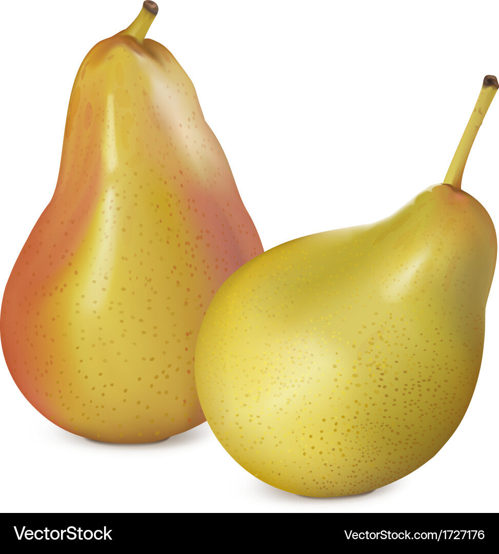 Pears on white Royalty Free Vector Image - VectorStock