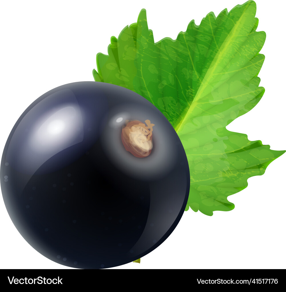 Realistic currant Royalty Free Vector Image - VectorStock