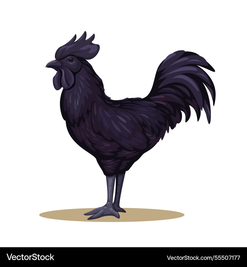 Ayam cemani aka black chicken Royalty Free Vector Image