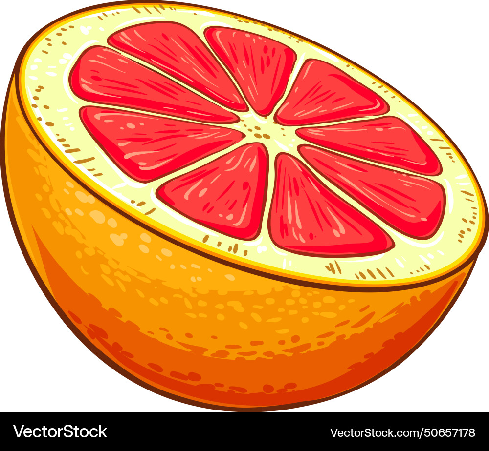 Grapefruit fruit colored detailed Royalty Free Vector Image