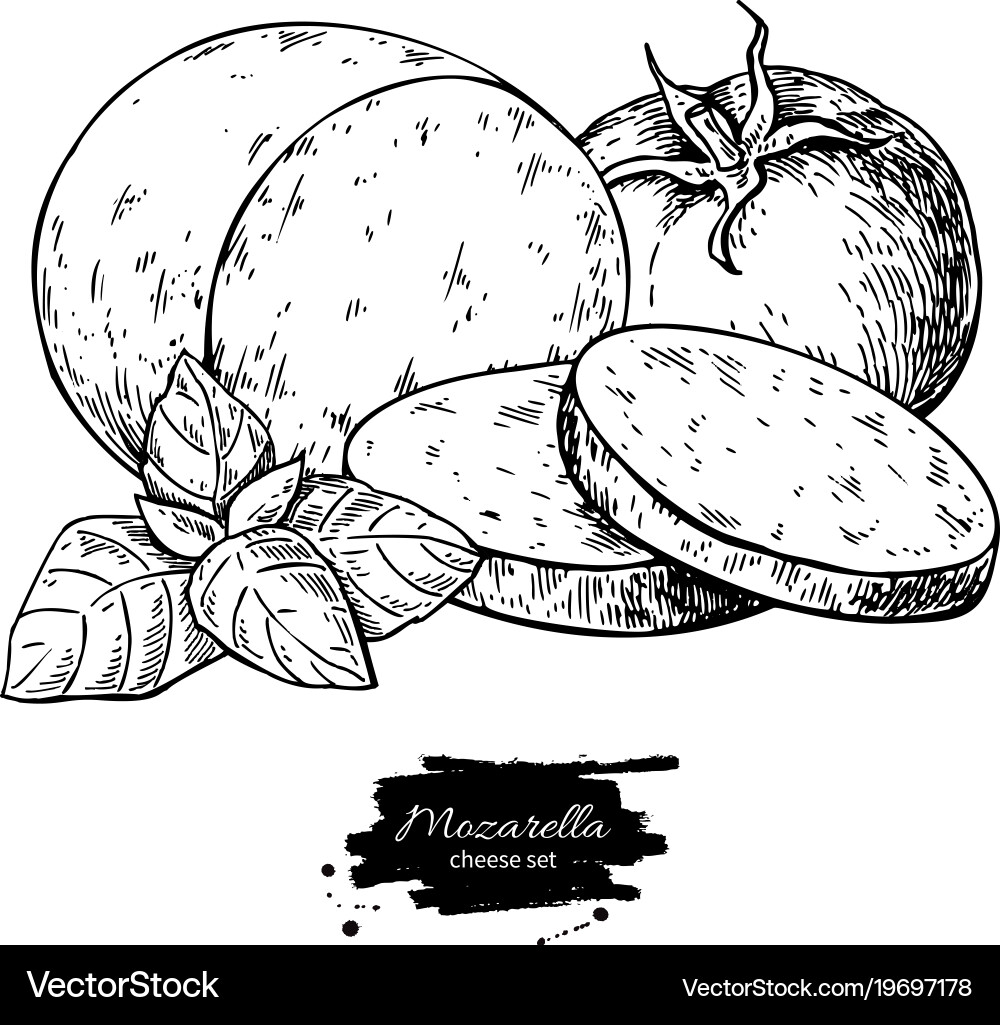 Mozzarella Käse Zeichnung Hand gezogen rund Vektorbild