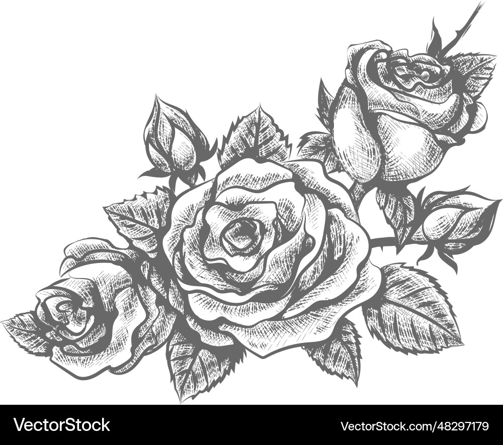 Ornamental engraving rose Royalty Free Vector Image