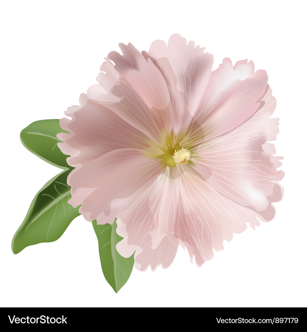 Pink mallow flower Royalty Free Vector Image - VectorStock