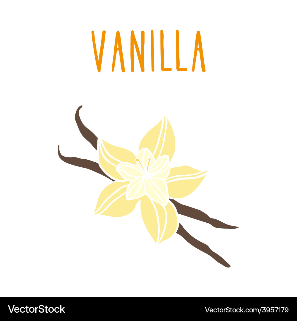 Vanilla Bean Vector 390+ Vanilla Bean Farm Stock Illustrations,