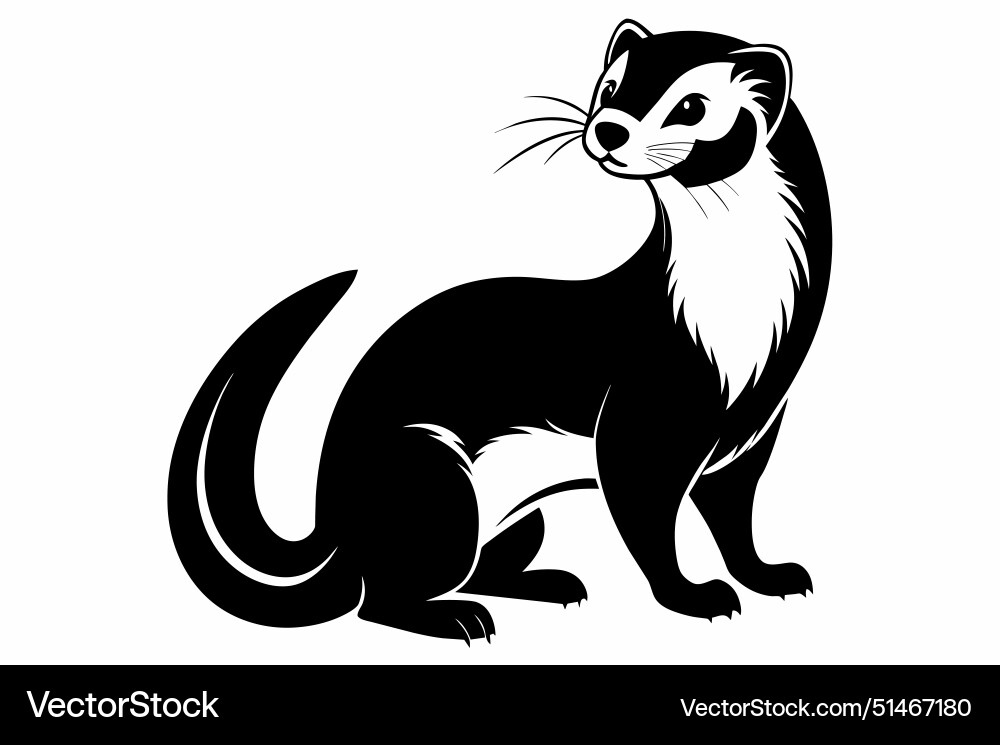 Exploring the north american marten habitat Vector Image