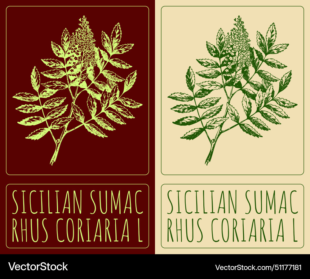 Drawing sicilian sumac hand drawn Royalty Free Vector Image