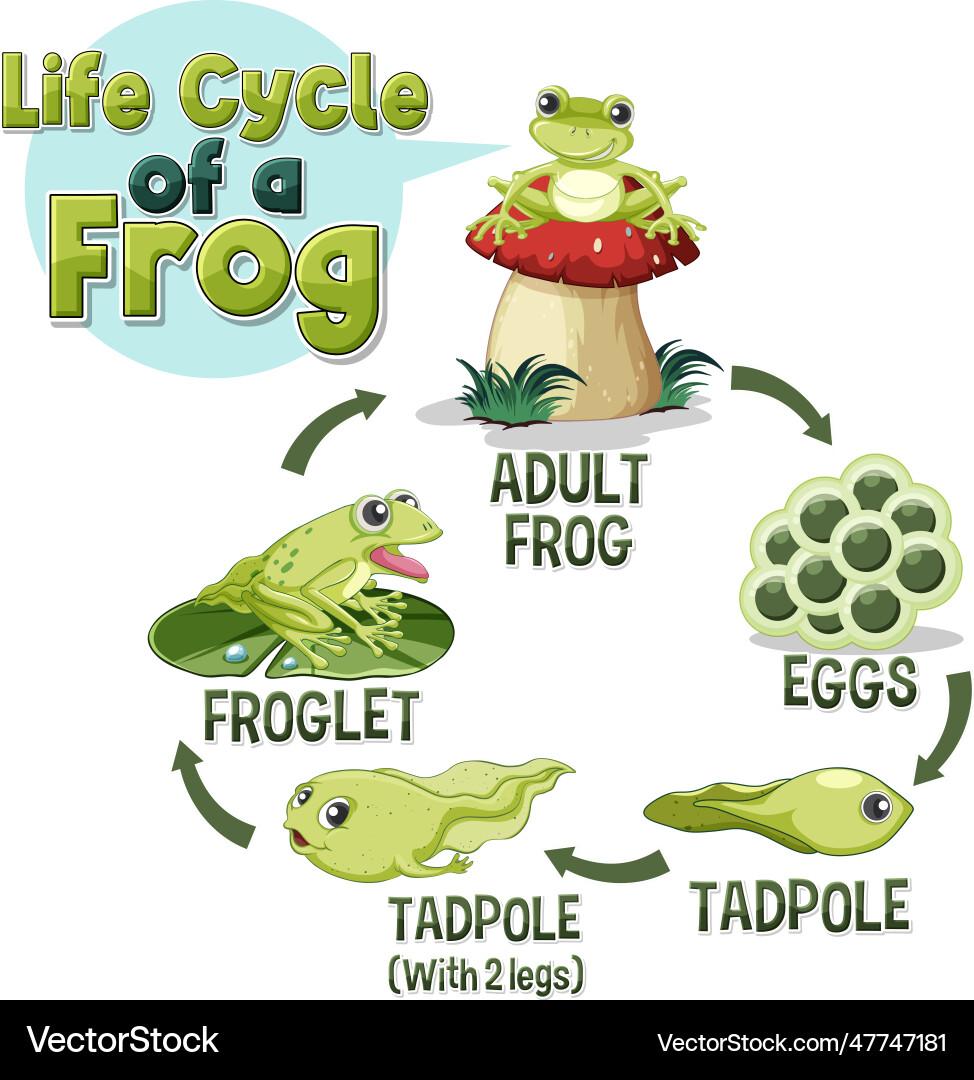 Frog life cycle diagram Royalty Free Vector Image