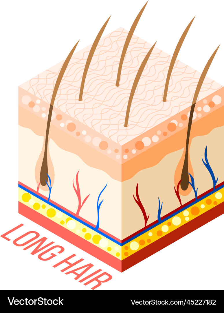 Long hair diagram composition Royalty Free Vector Image