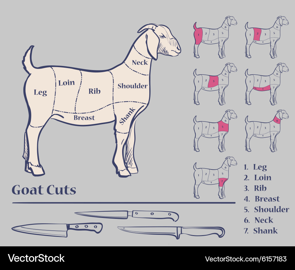 Goat meat cuts Royalty Free Vector Image - VectorStock