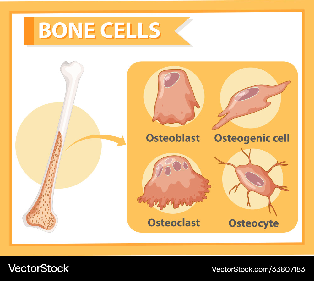 Osteoblast Vector Images (54)