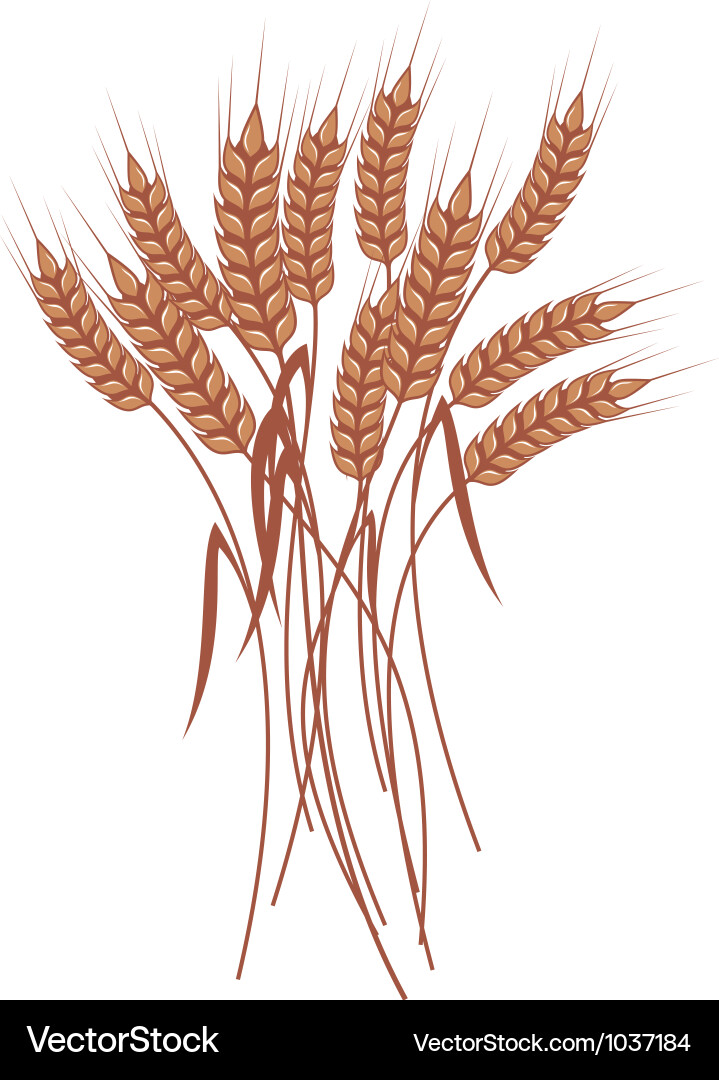 Wheat Royalty Free Vector Image - VectorStock