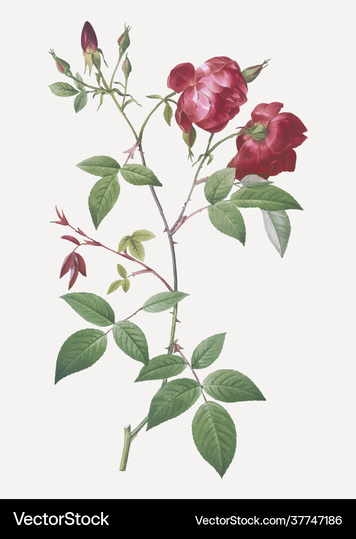 Velvet china rose in bloom Royalty Free Vector Image