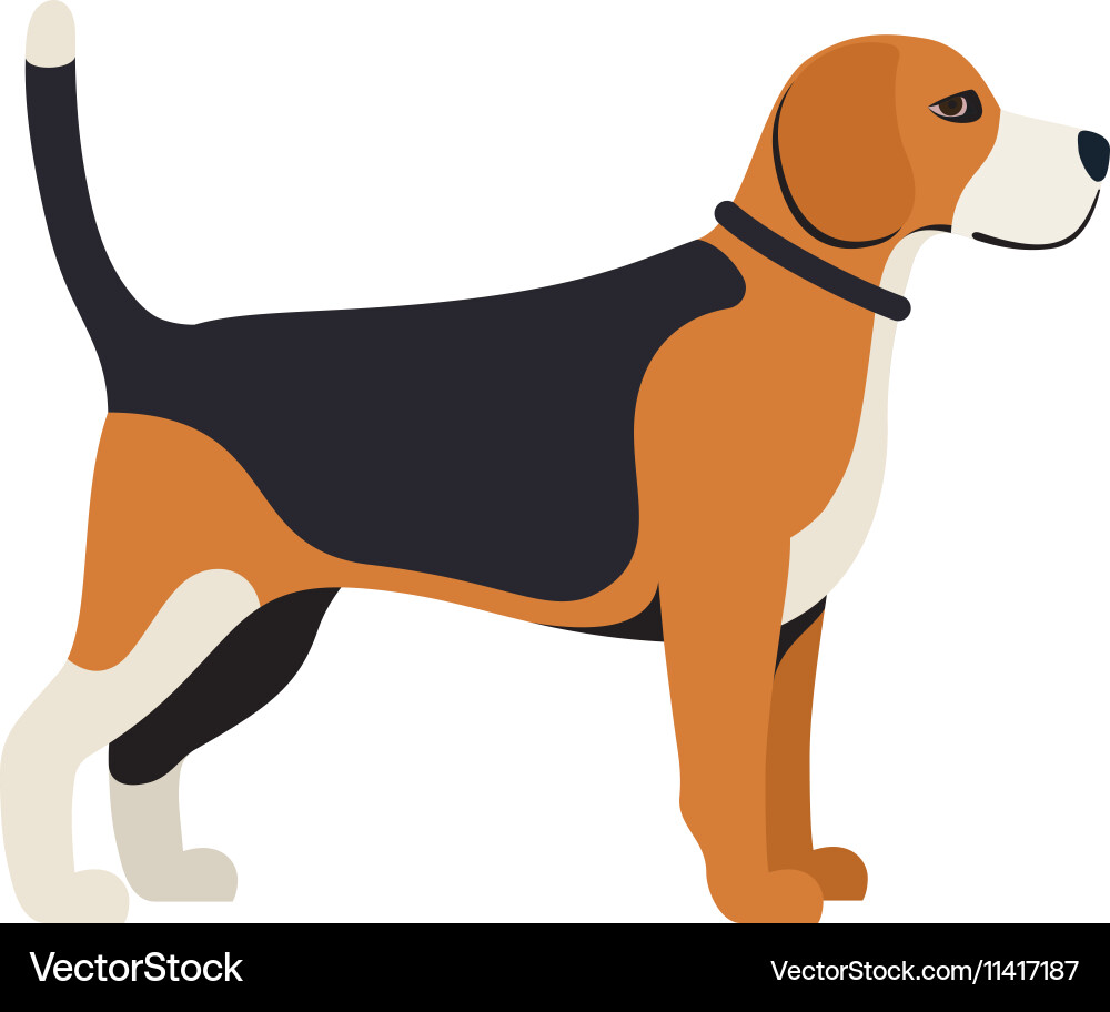 Beagle dog - color serious breed Royalty Free Vector Image