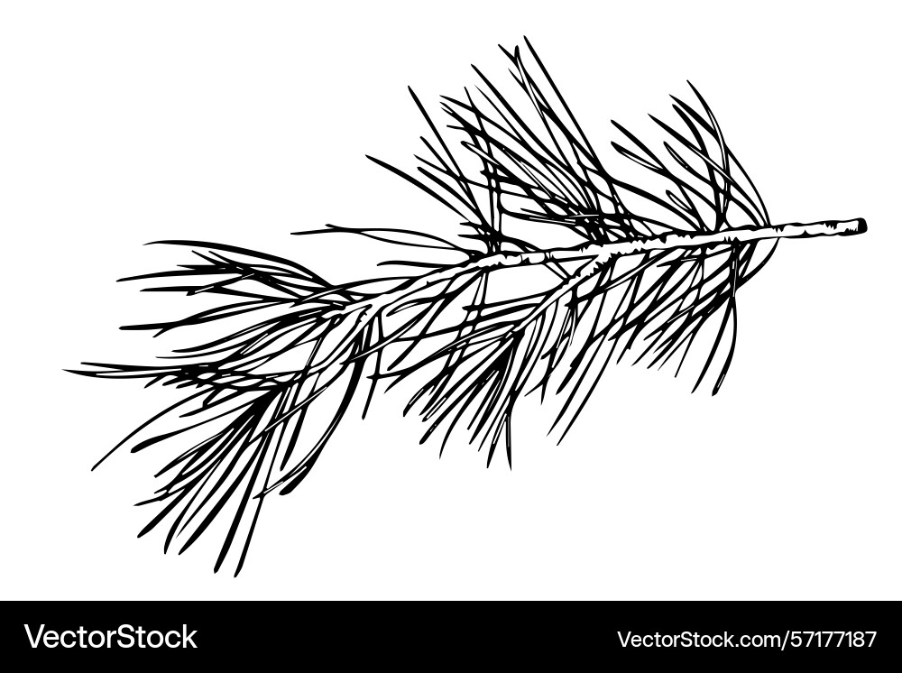 Spruce Boughs Bough Vector Images (over 120)