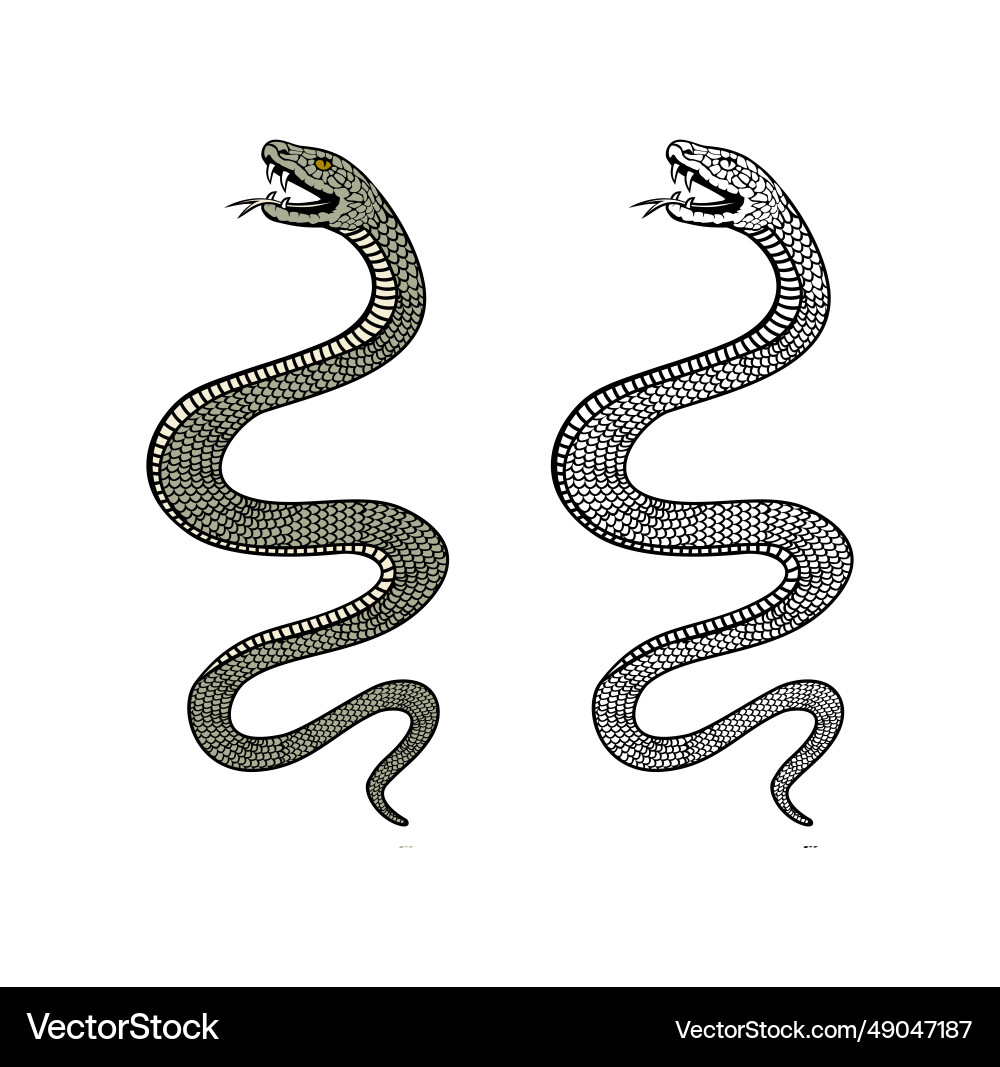 Snake design Royalty Free Vector Image - VectorStock