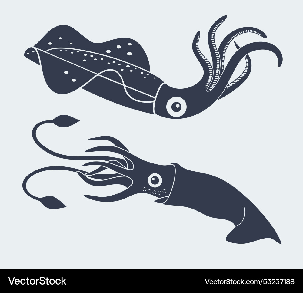 Squid Royalty Free Vector Image - VectorStock