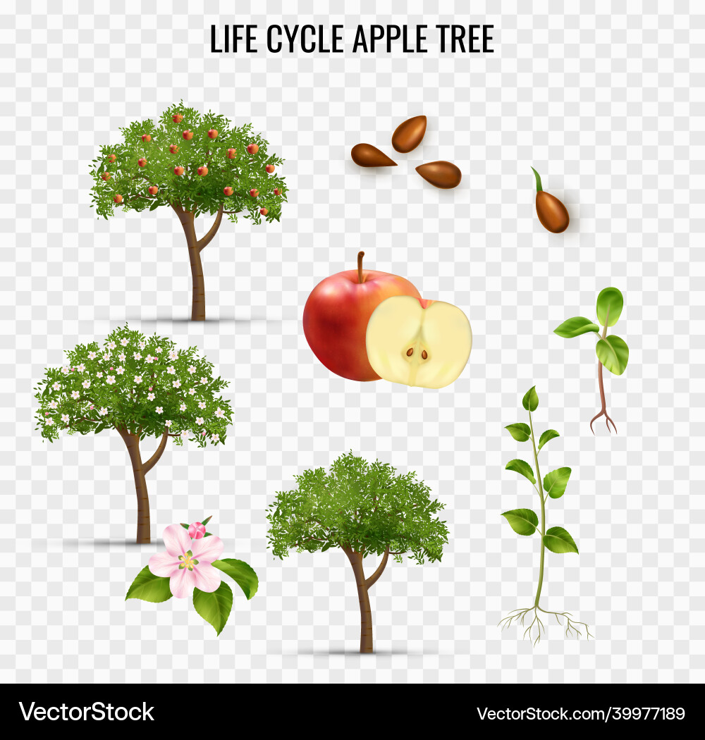 Apple life cycle transparent set Royalty Free Vector Image