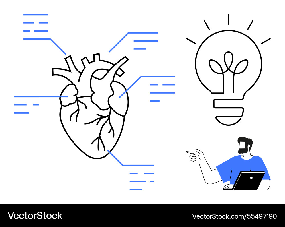 Human heart diagram with annotated sections Vector Image