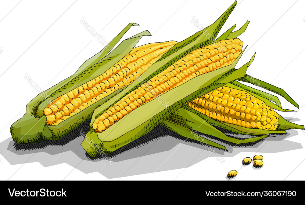 Simple corn cobs Royalty Free Vector Image - VectorStock