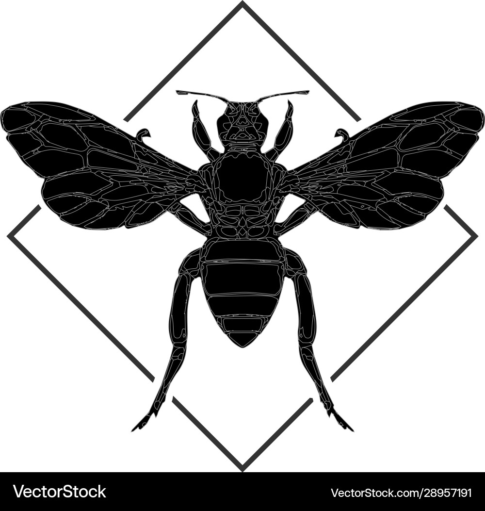 Black Orchid Bee Drawing Royalty Free Vector Image