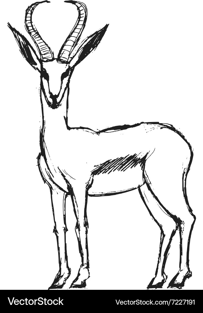 Gazelle Royalty Free Vector Image - VectorStock