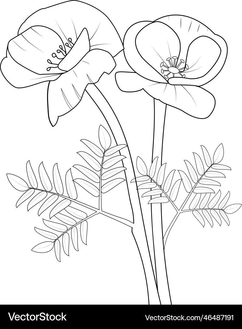 Poppy flower drawing template Royalty Free Vector Image