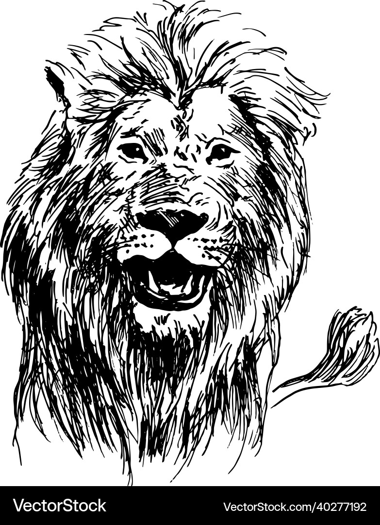 Hand sketch of a lion Royalty Free Vector Image