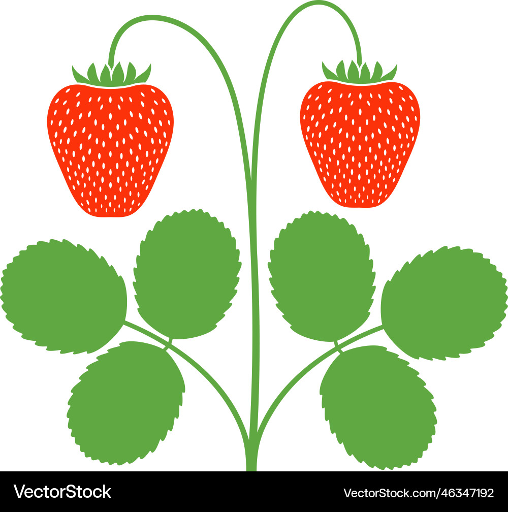 Strawberry Royalty Free Vector Image - VectorStock