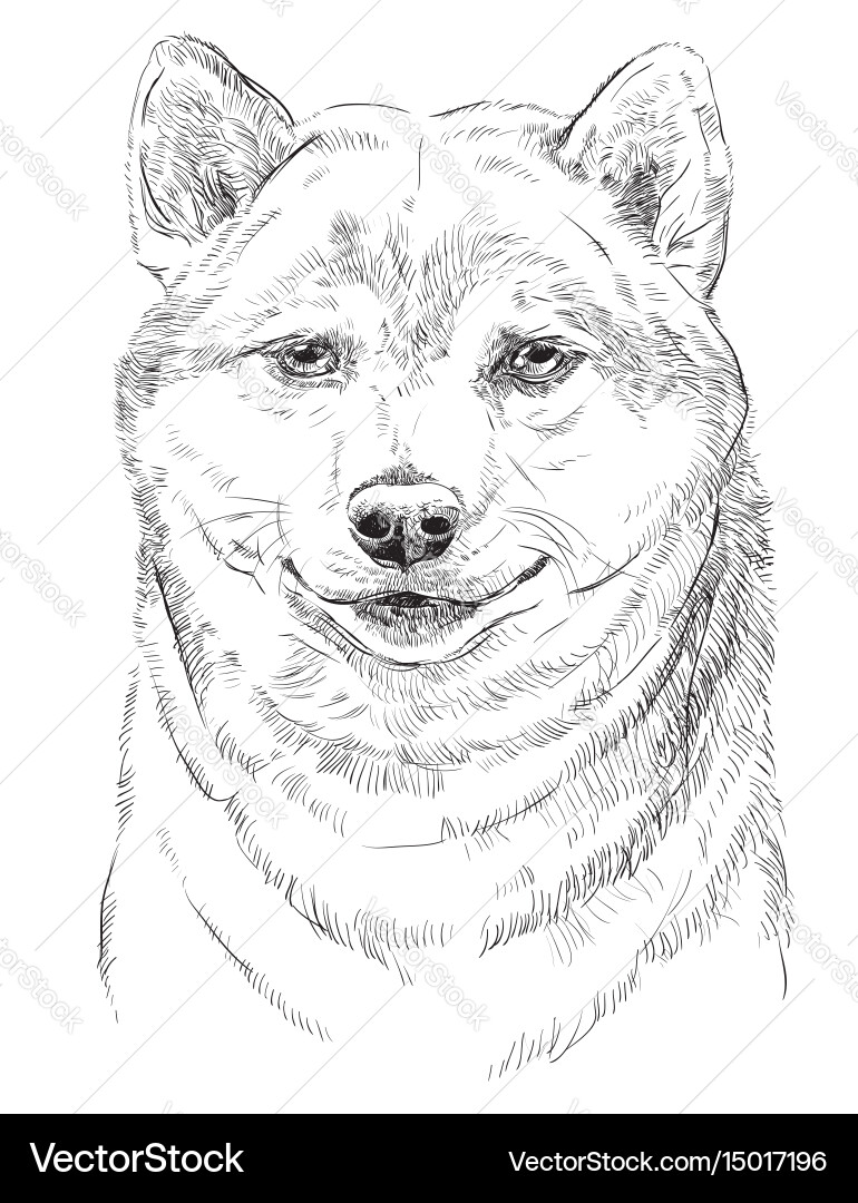 Shiba inu portrait Royalty Free Vector Image - VectorStock